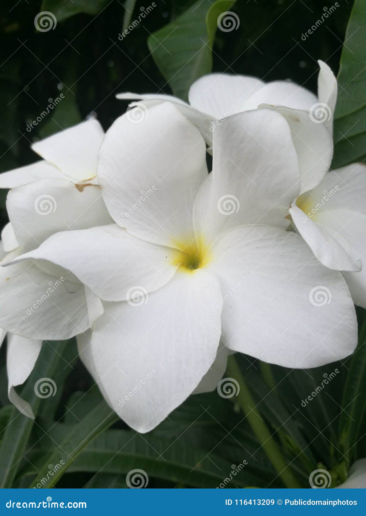 Blomma Vit, V?xt, Kronblad Bild. Bild: 116413209