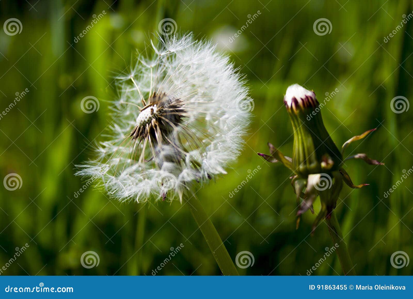 Blommande Maskros Och Knopp Fotografering för Bildbyråer - Bild av ört ...