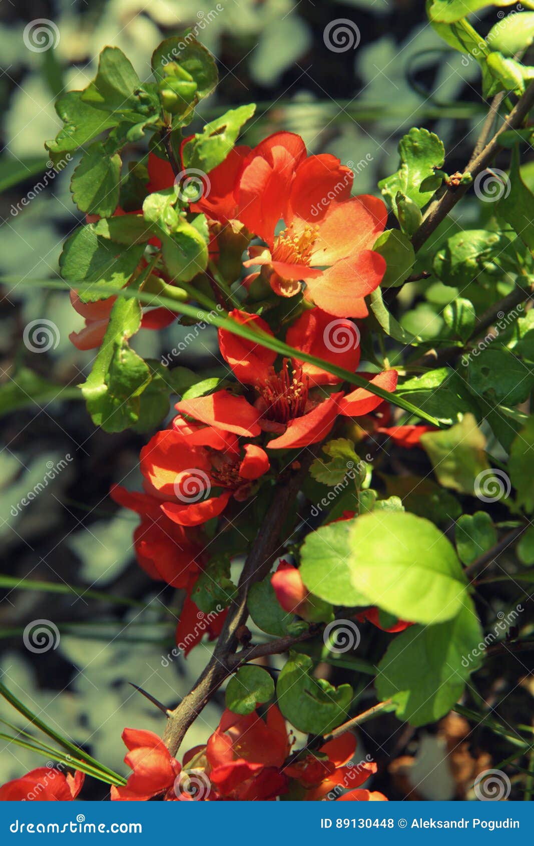 Blommande Orange Blommor Av Den Japanska Kvitten Arkivfoto - Bild av ...