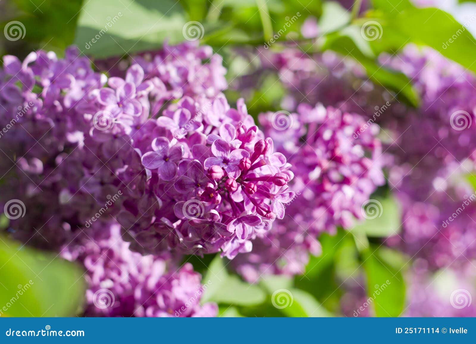 Blommar lila purple arkivfoto. Bild av skönhet, rosa - 25171114