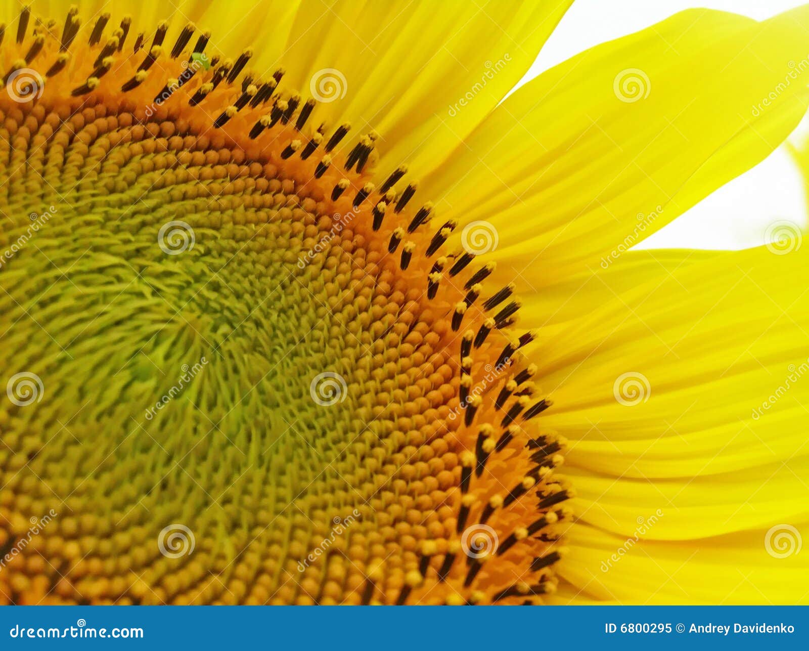 Blommar solrosen fotografering för bildbyråer. Bild av blommor - 6800295