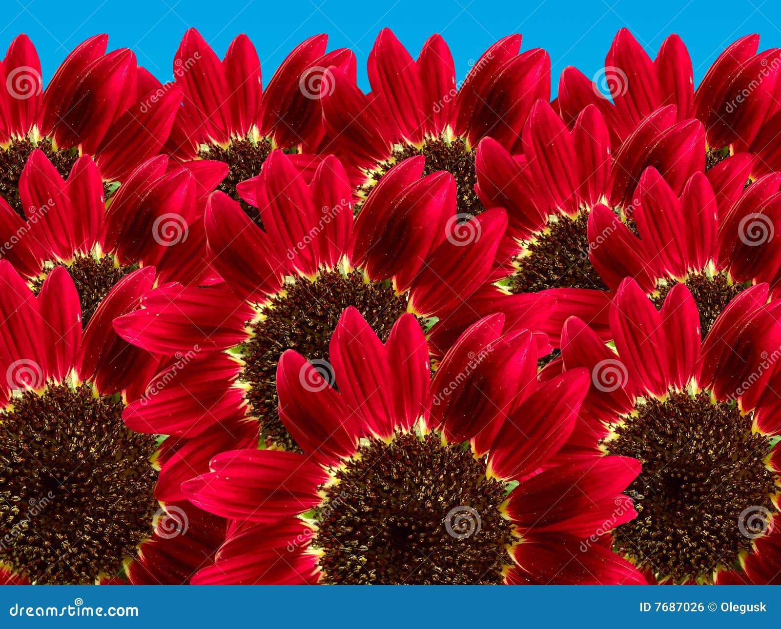 Blommar solrosor arkivfoto. Bild av solrosor, petaler - 7687026