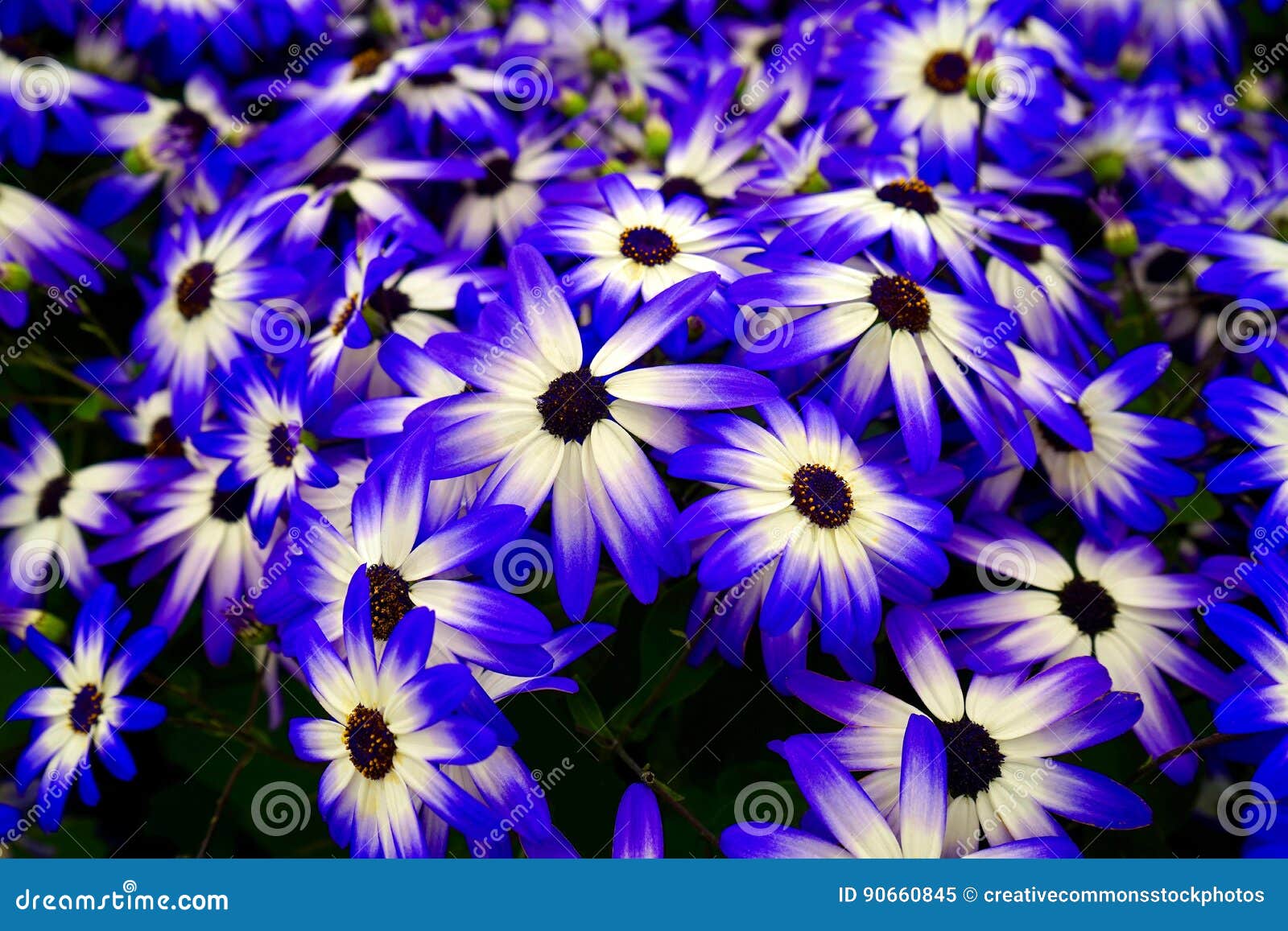 Blommor Bild. Bild: 90660845