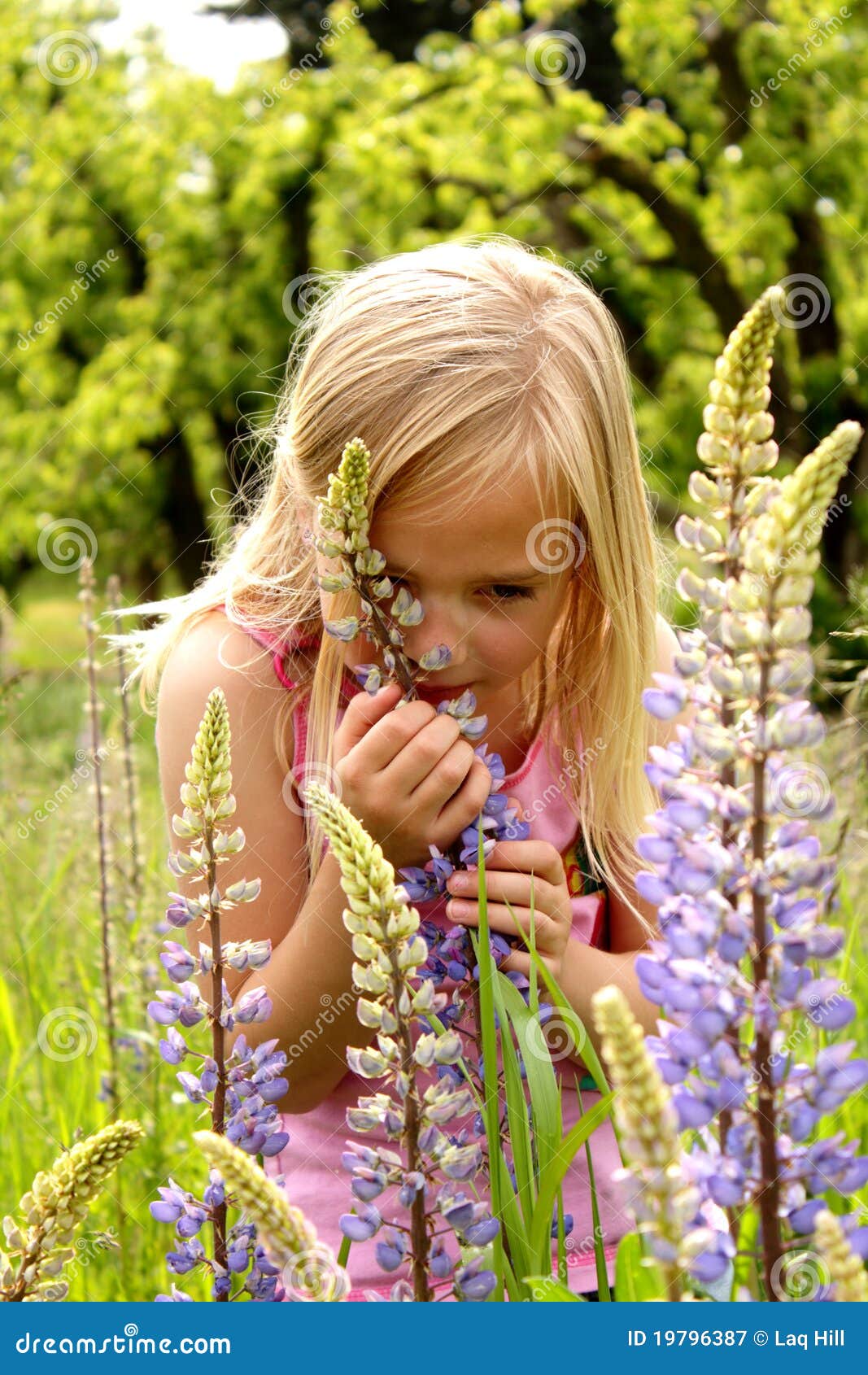 Blommor luktar stoppet fotografering för bildbyråer. Bild av stoppa ...