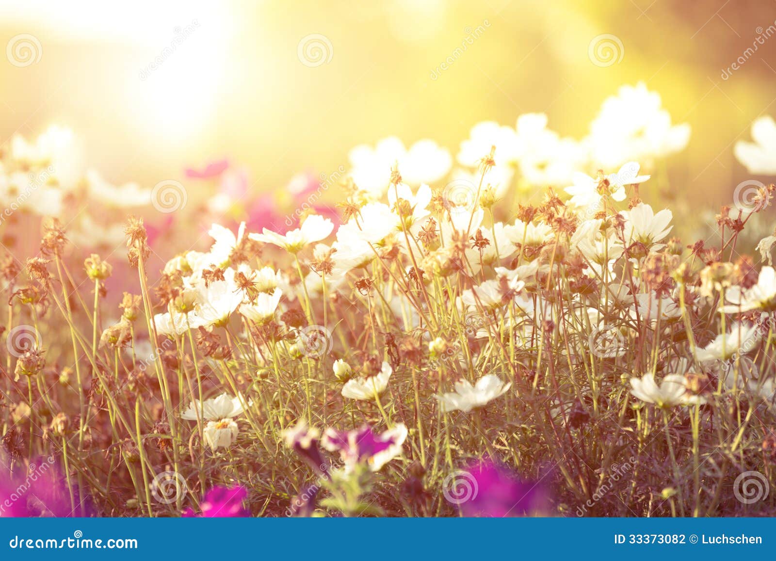 Blommor och solsken, arkivfoto. Bild av färgrikt, solsken - 33373082