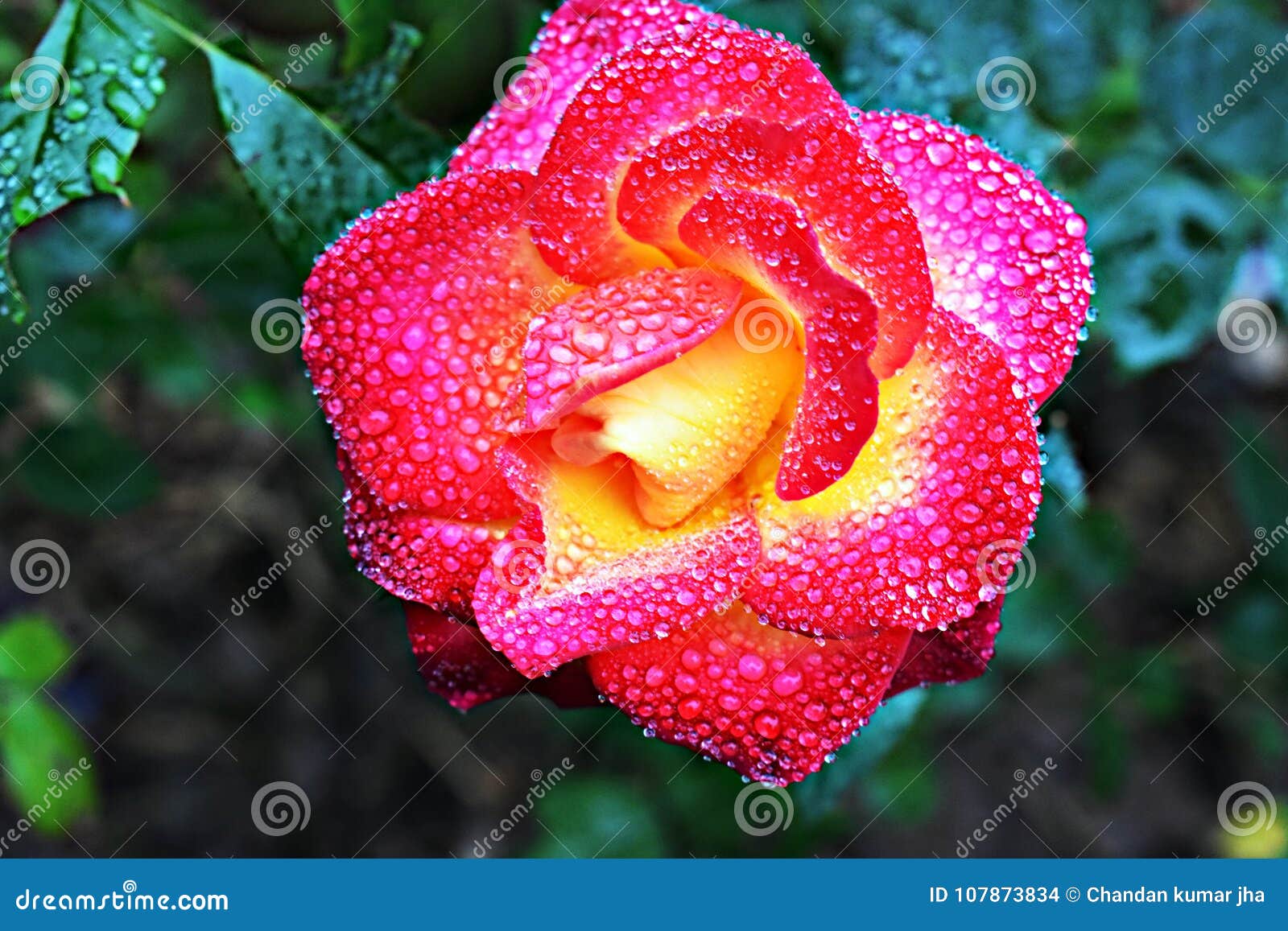 Blommy flower stock photo. Image of rose, blommy, mixture - 107873834