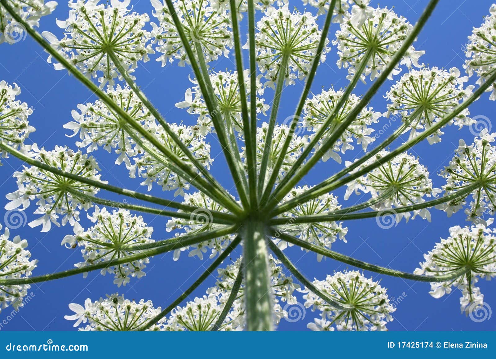 Blomstra Blommor Planterar Vitt Wild Arkivfoto - Bild av kronblad ...