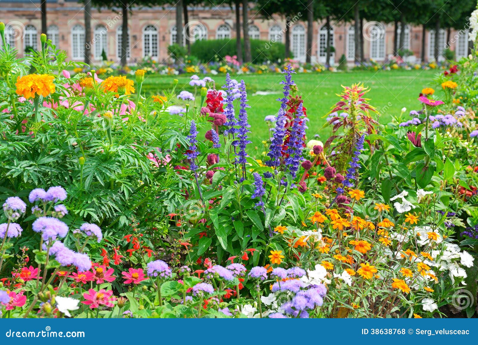 Blomstra blomsterrabatter arkivfoto. Bild av blodsugare - 38638768