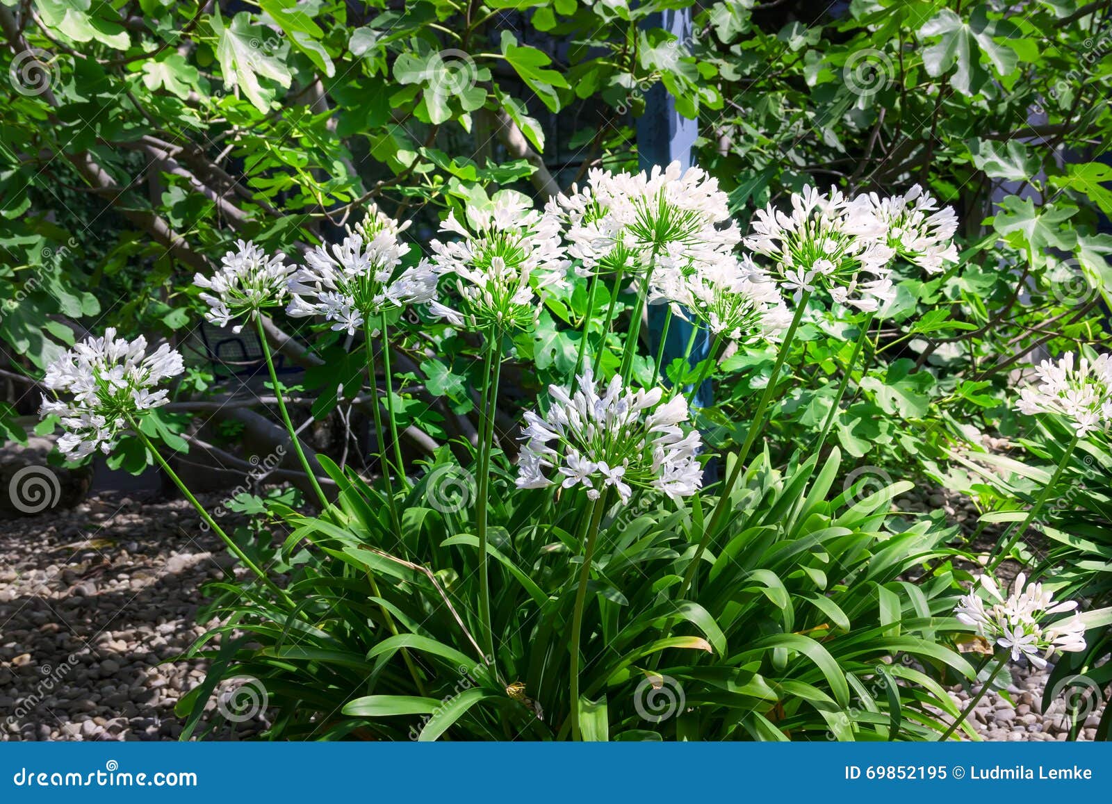 Blomstra Blomsterrabatter I Parkera Fotografering för Bildbyråer - Bild ...