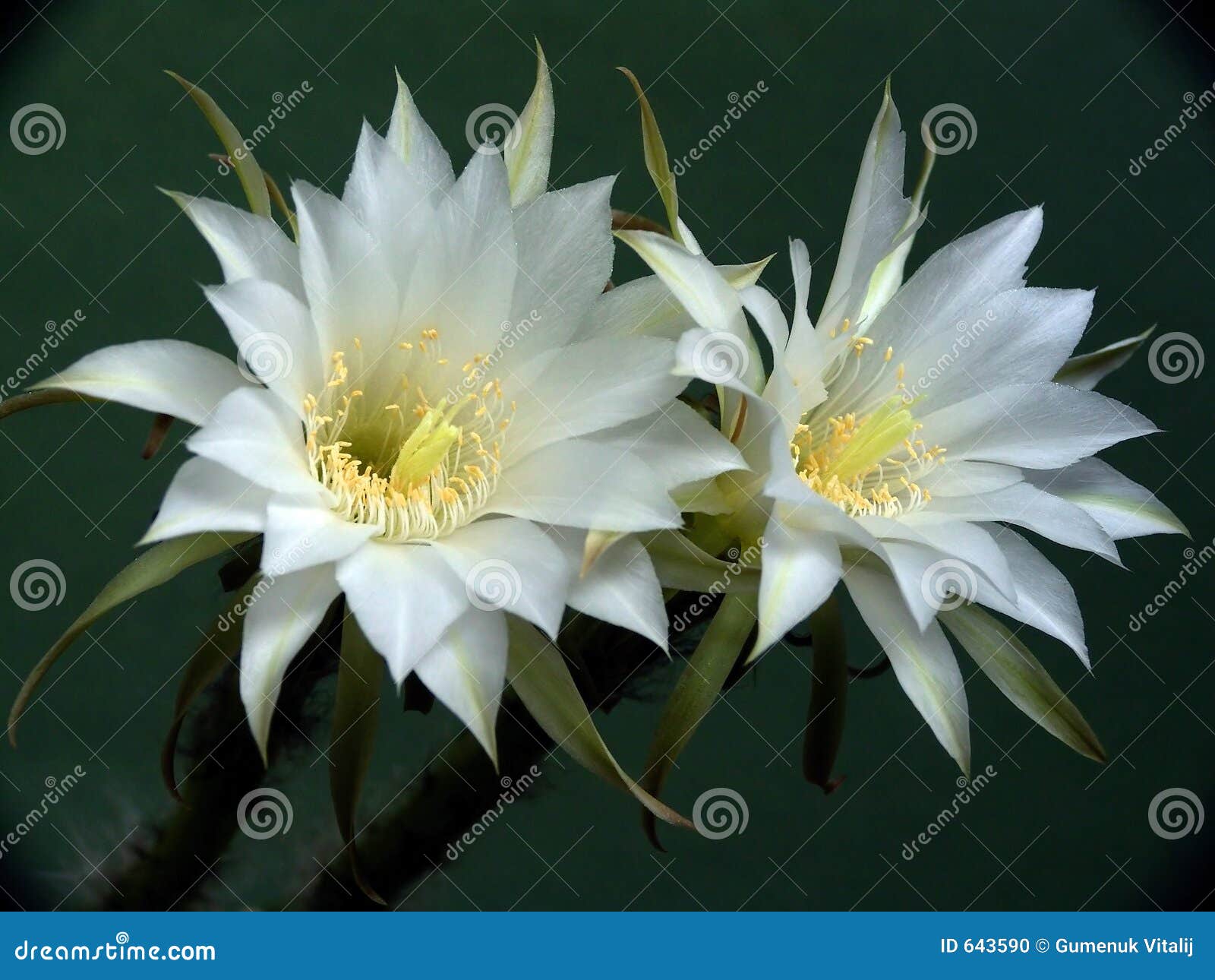 Blomstra Kaktusechinopsisfamilj Arkivfoto - Bild av bostonian, blomma ...