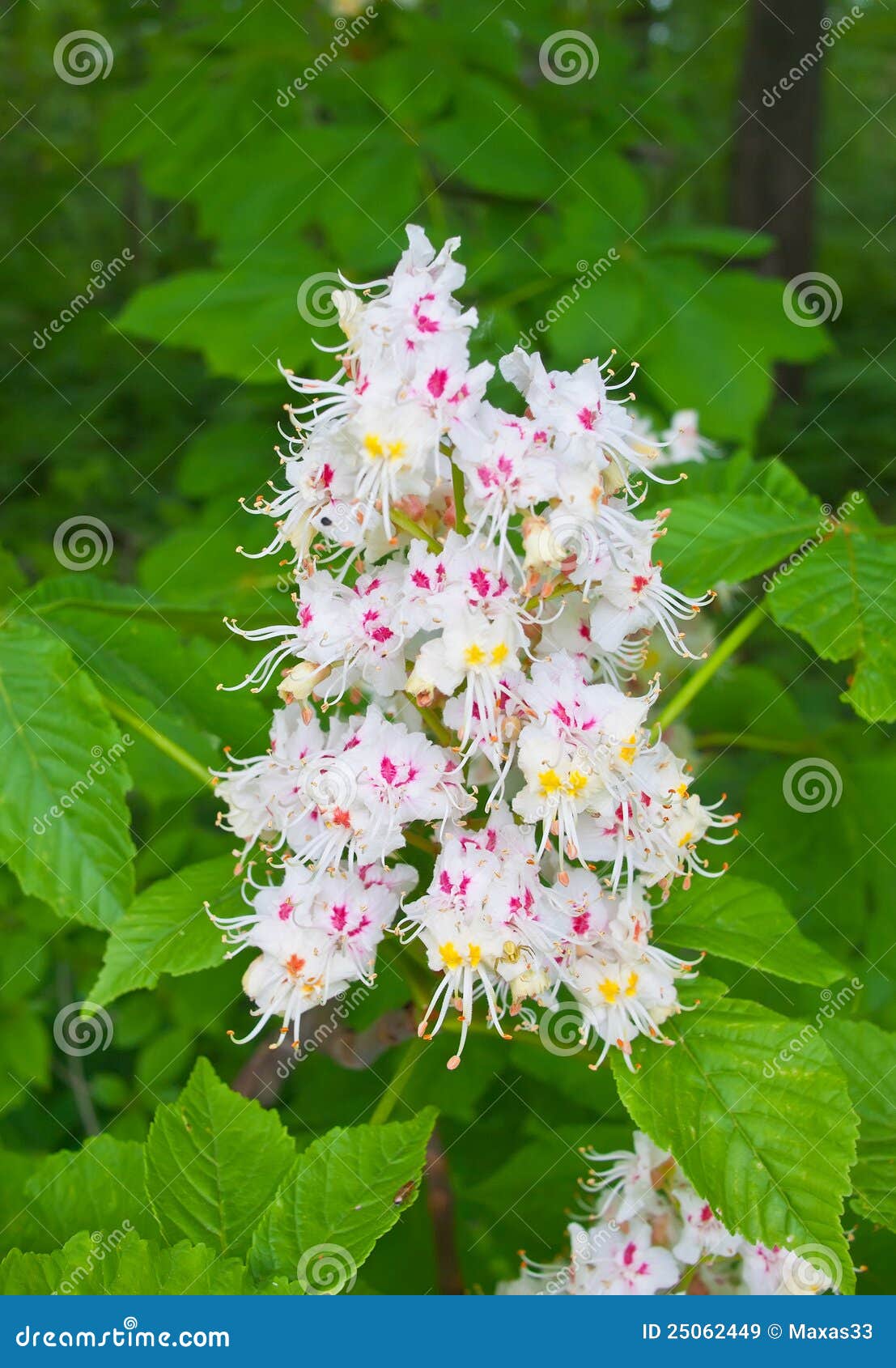 Blomstra kastanj fotografering för bildbyråer. Bild av färg - 25062449