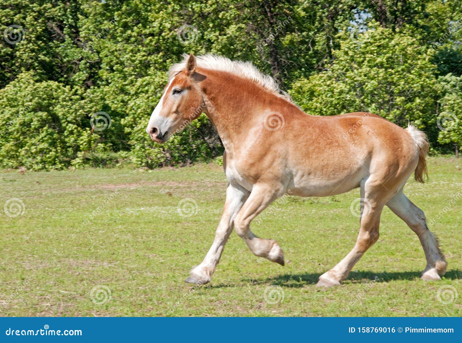 Blond Belgian Draft Horse Cantering in Pasture Stock Photo - Image of ...