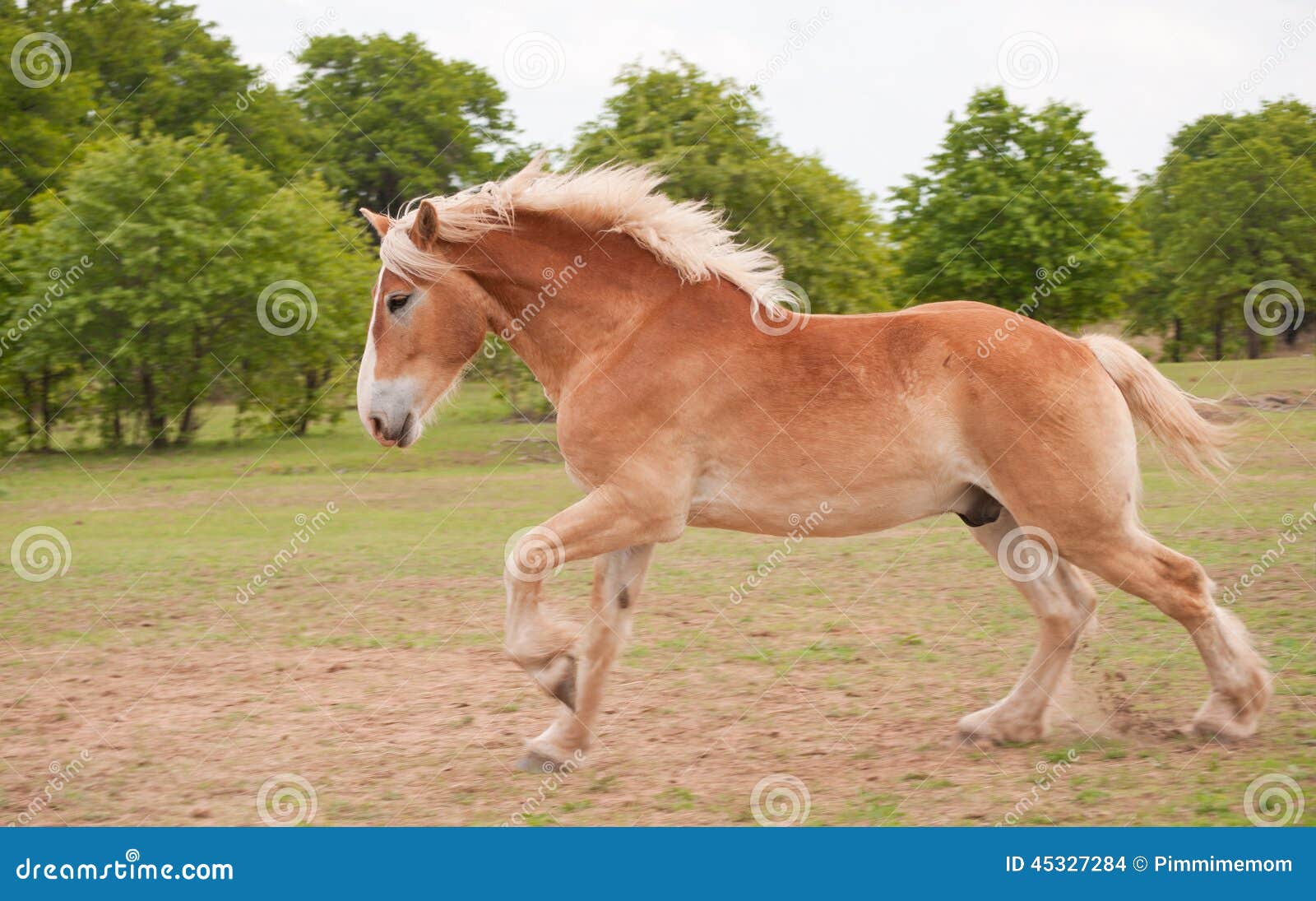 Blond Belgian Draft Horse Galloping Stock Photo - Image of galloping ...