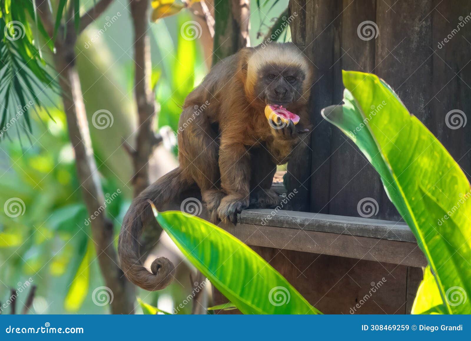Blond Capuchin Monkey Eating Fruit Stock Image - Image of america ...