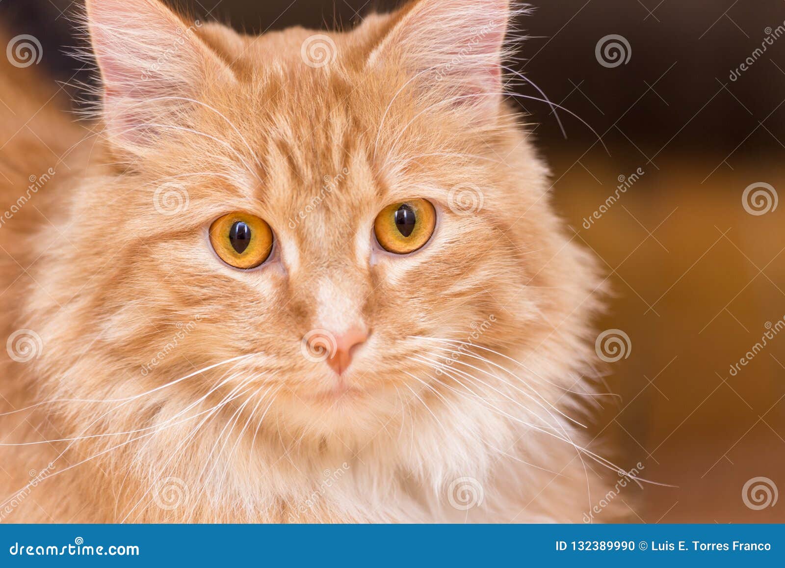 The Blond Cat stock photo. Image of friendly, orange - 132389990