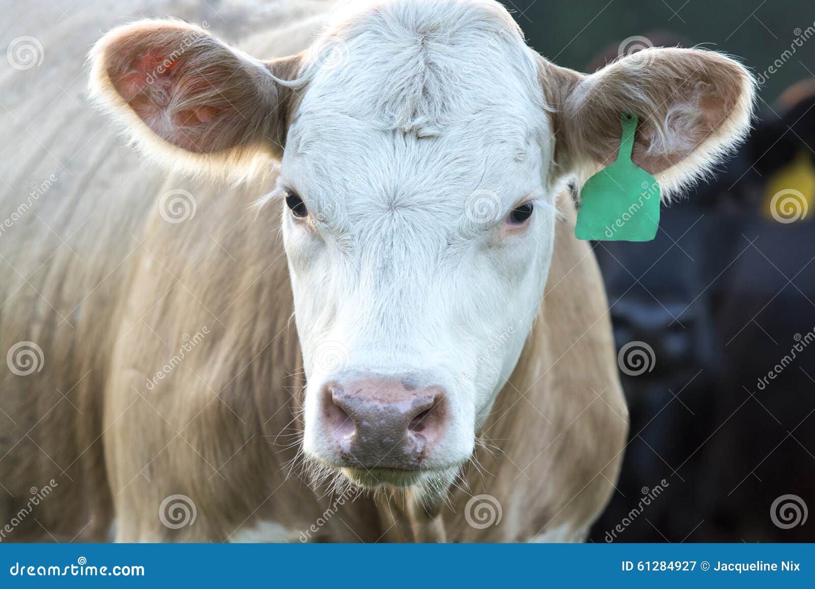 Blond Heifer with White Face Close Up Looking at Camera Stock Image ...