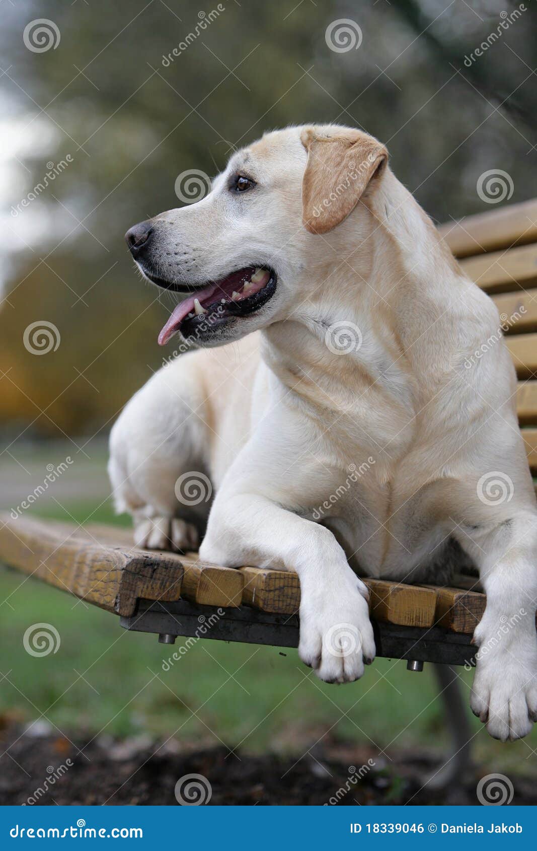 Blond Labrador Retriever Dog Stock Photo - Image of collar, hunting ...