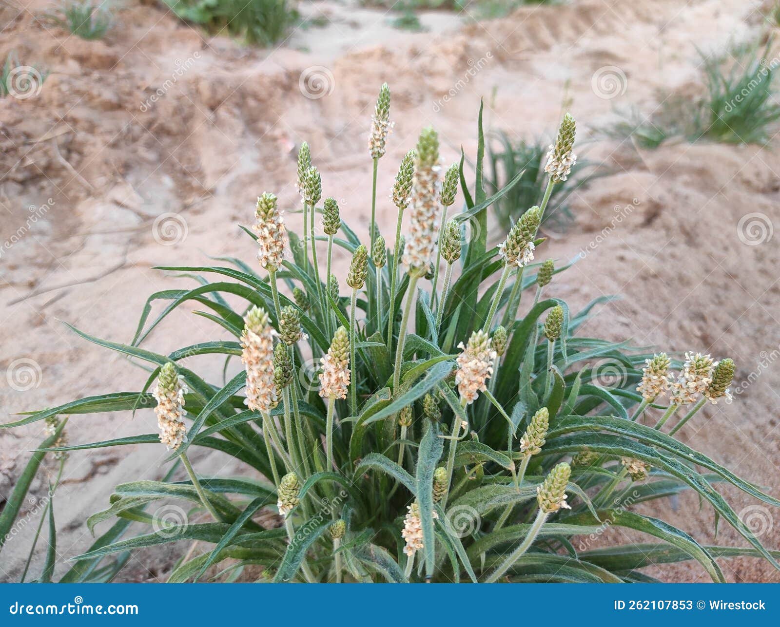 Blond Plantain Growing in a Desert Stock Image - Image of psyllium ...