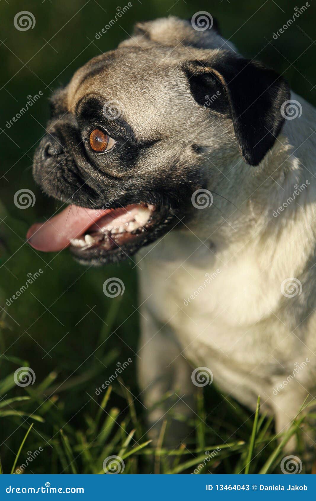 Blond pug stock image. Image of nature, glad, looking - 13464043