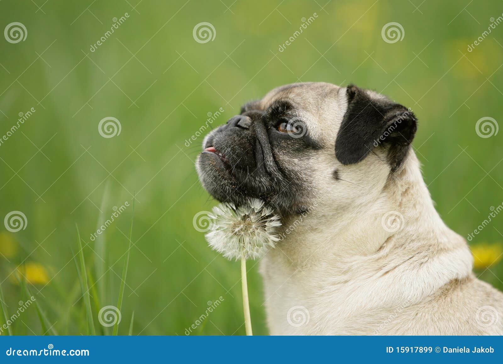 Blond pug with flower stock image. Image of behold, away - 15917899