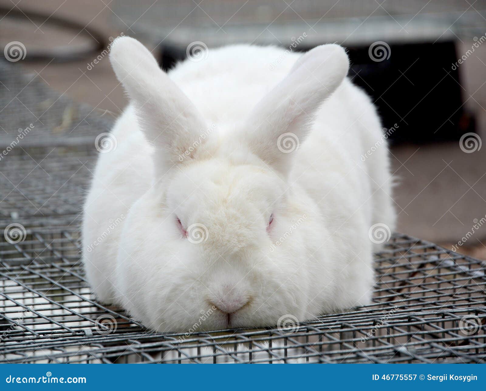 Blond stock image. Image of raising, diet, farm, mammal - 46775557