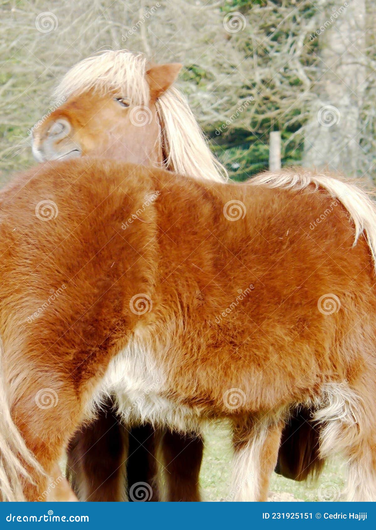 Blond Tranquil Ponies and Interesting Manes Stock Image - Image of lineface, compact: 231925151