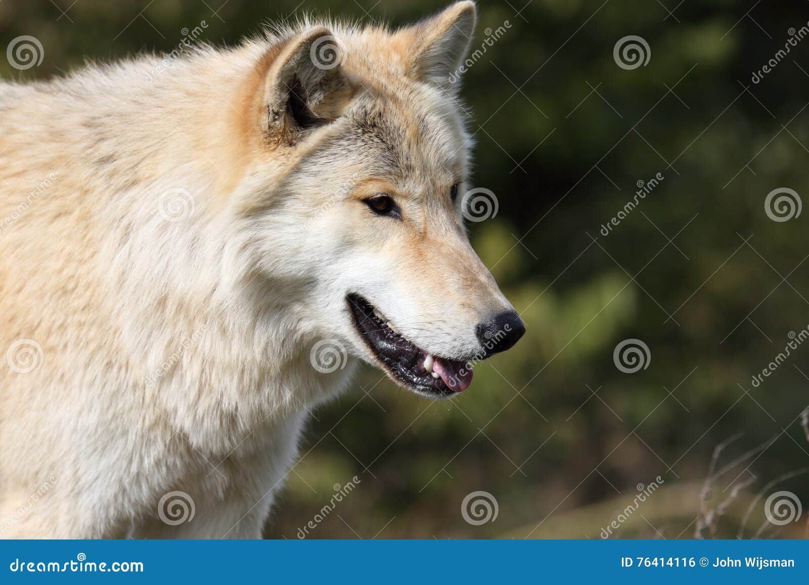 Blond Wolf Closeup Head and Shoulders Stock Photo - Image of animal ...