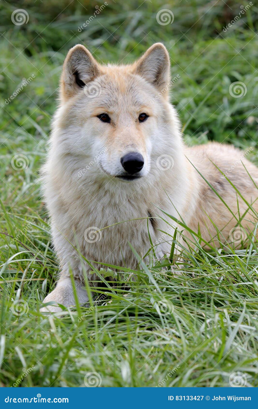 Blond Wolf Photos - Free & Royalty-Free Stock Photos from Dreamstime