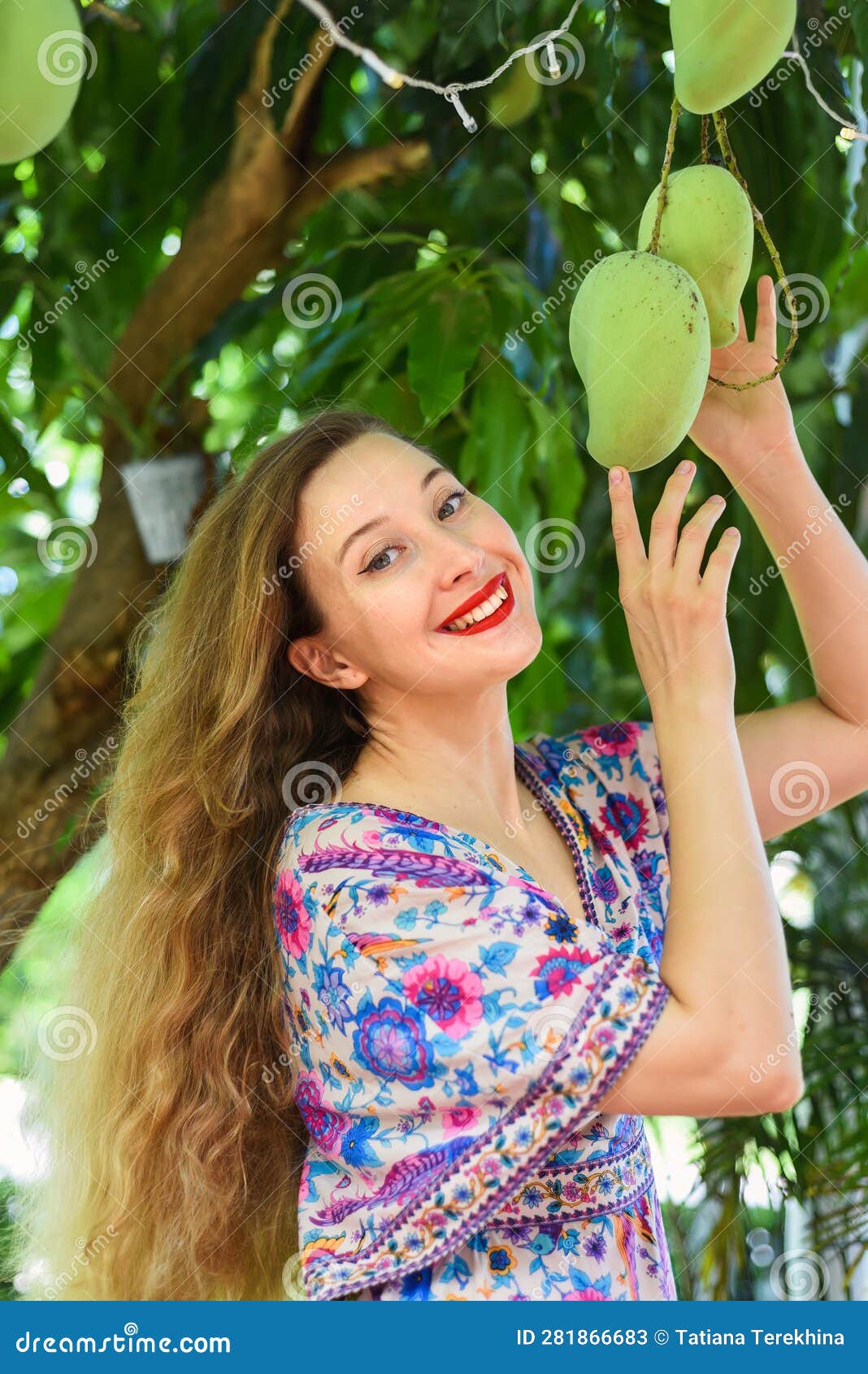 Blonde Beautiful Woman Touching Growing Mango Fruit from the Tree Stock ...
