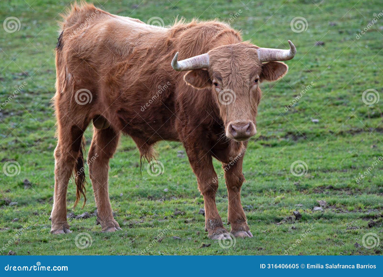 Blonde Bull with Sad Gesture Looking at Camera Stock Image - Image of ...