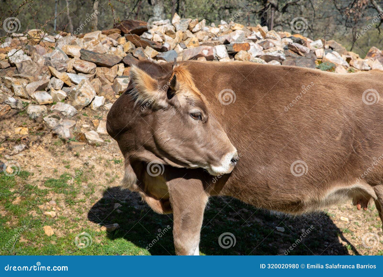 Blonde Cow with Head Twisted To Scratch Stock Photo - Image of ...