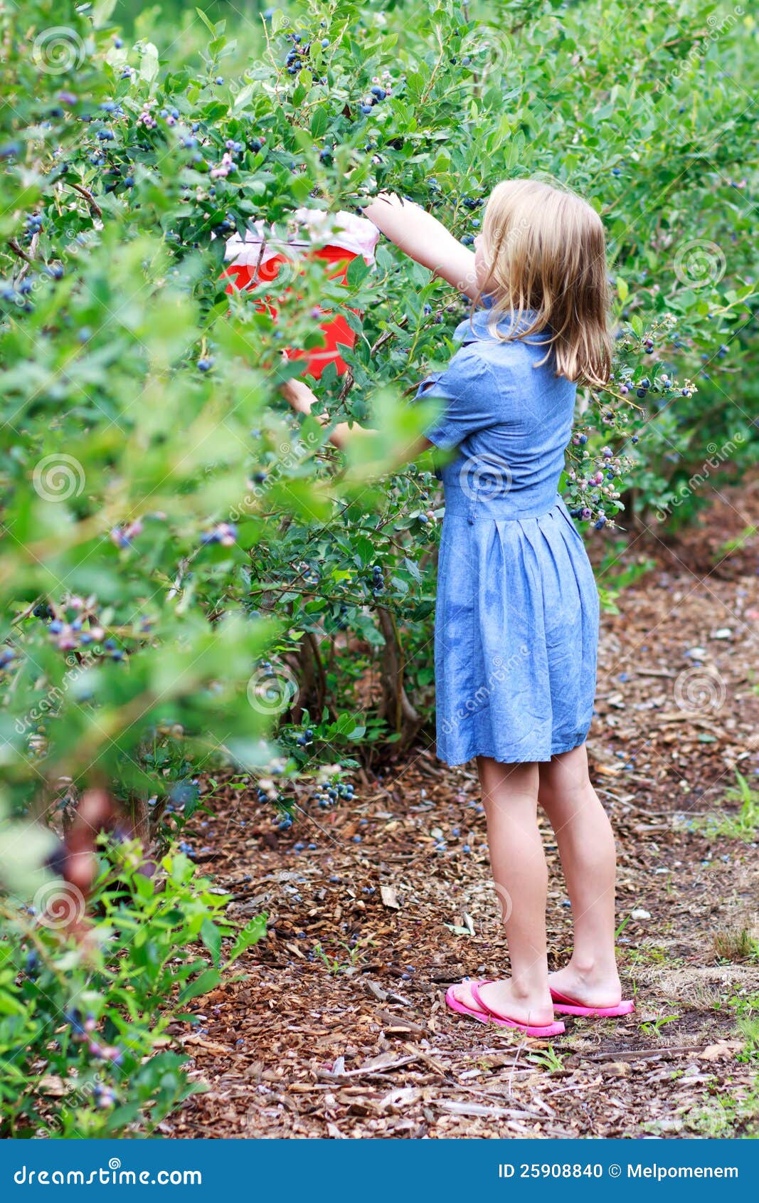 Blonde Girl Picking Blueberries Stock Photo - Image of field, food ...
