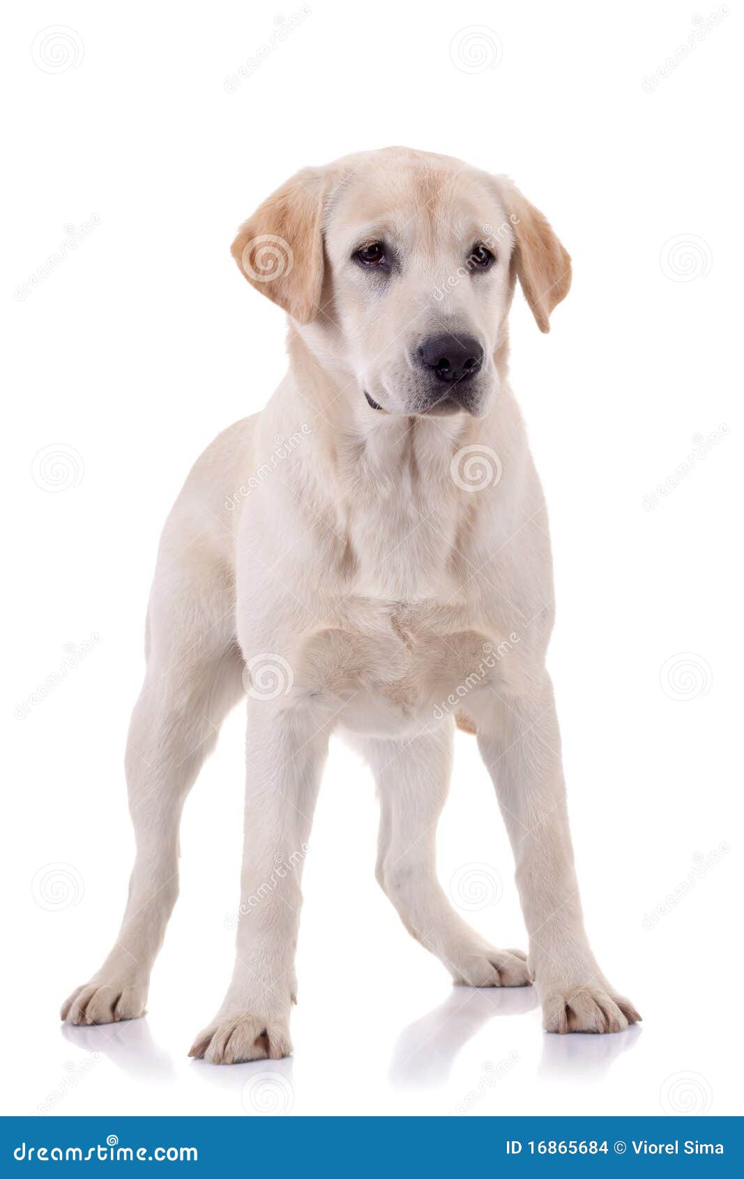Blonde Jonge Labrador Retriever Stock Foto - Image of zoogdier, gouden ...