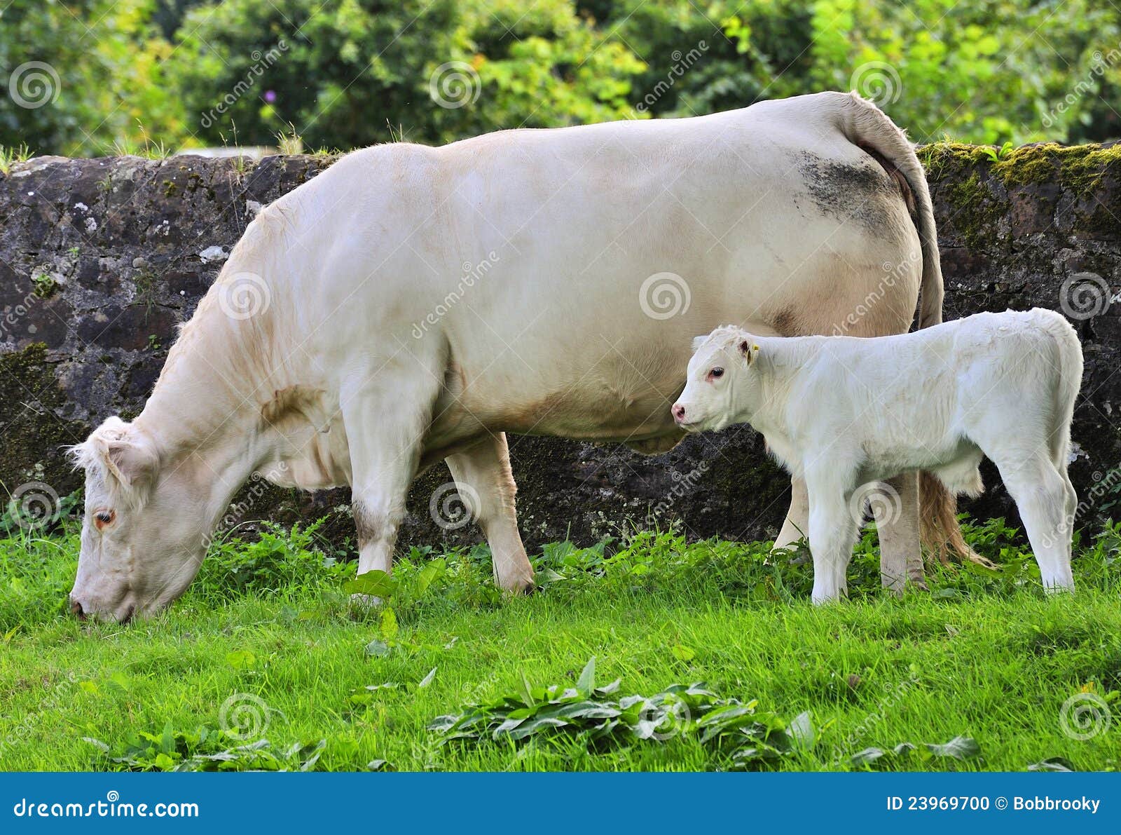 Blonde Kuh und Kalb stockfoto. Bild von bauernhof, säugetier - 23969700