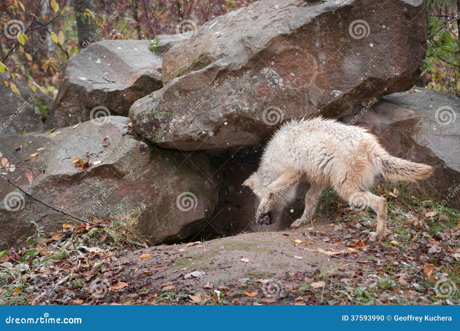 Blonde Wolf (Canis Lupus) Checks Out Den Stock Photo - Image of grey ...