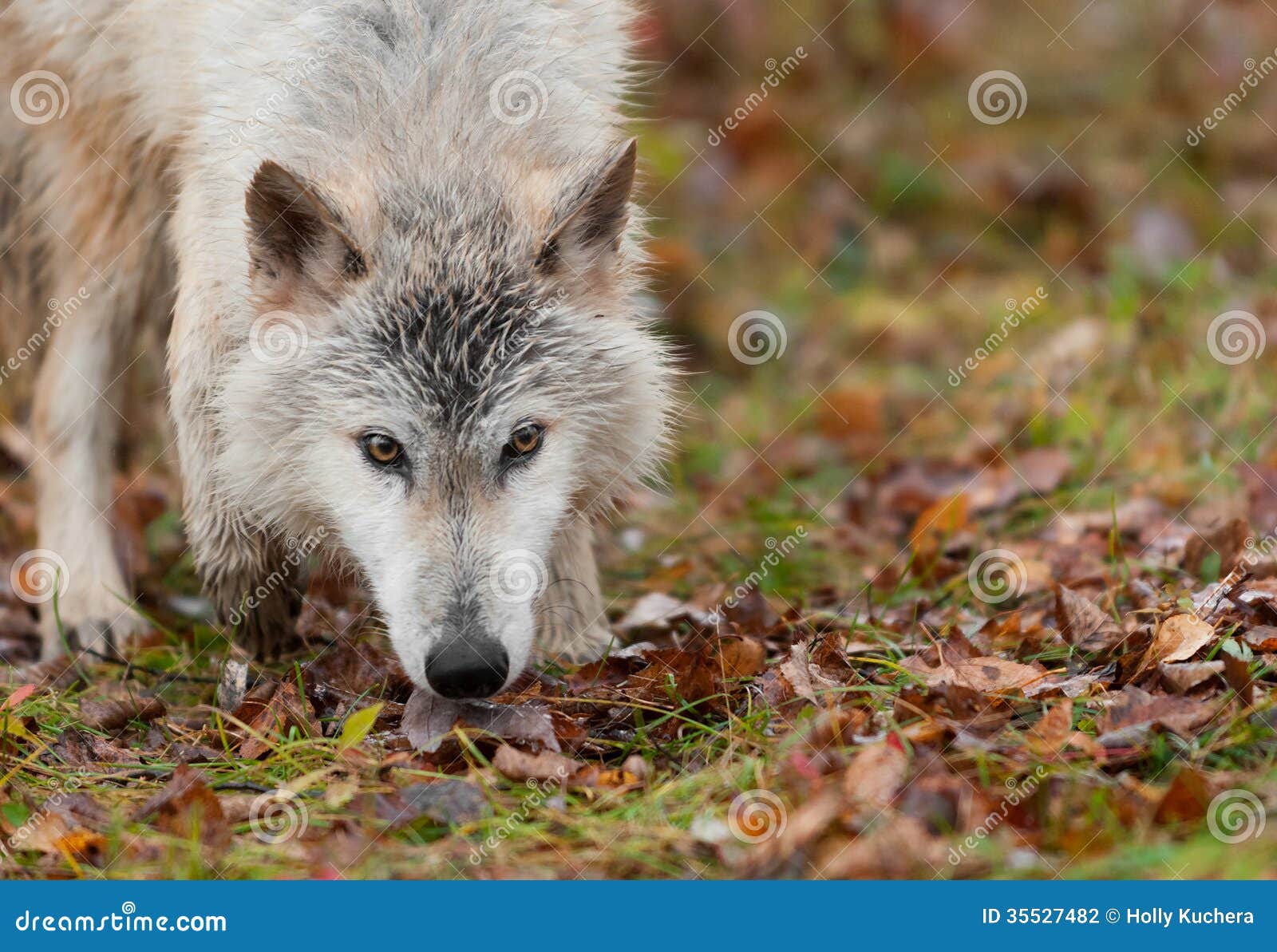 Blonde Wolf (Canis Lupus) Intense Look Stock Photo - Image of wildlife ...