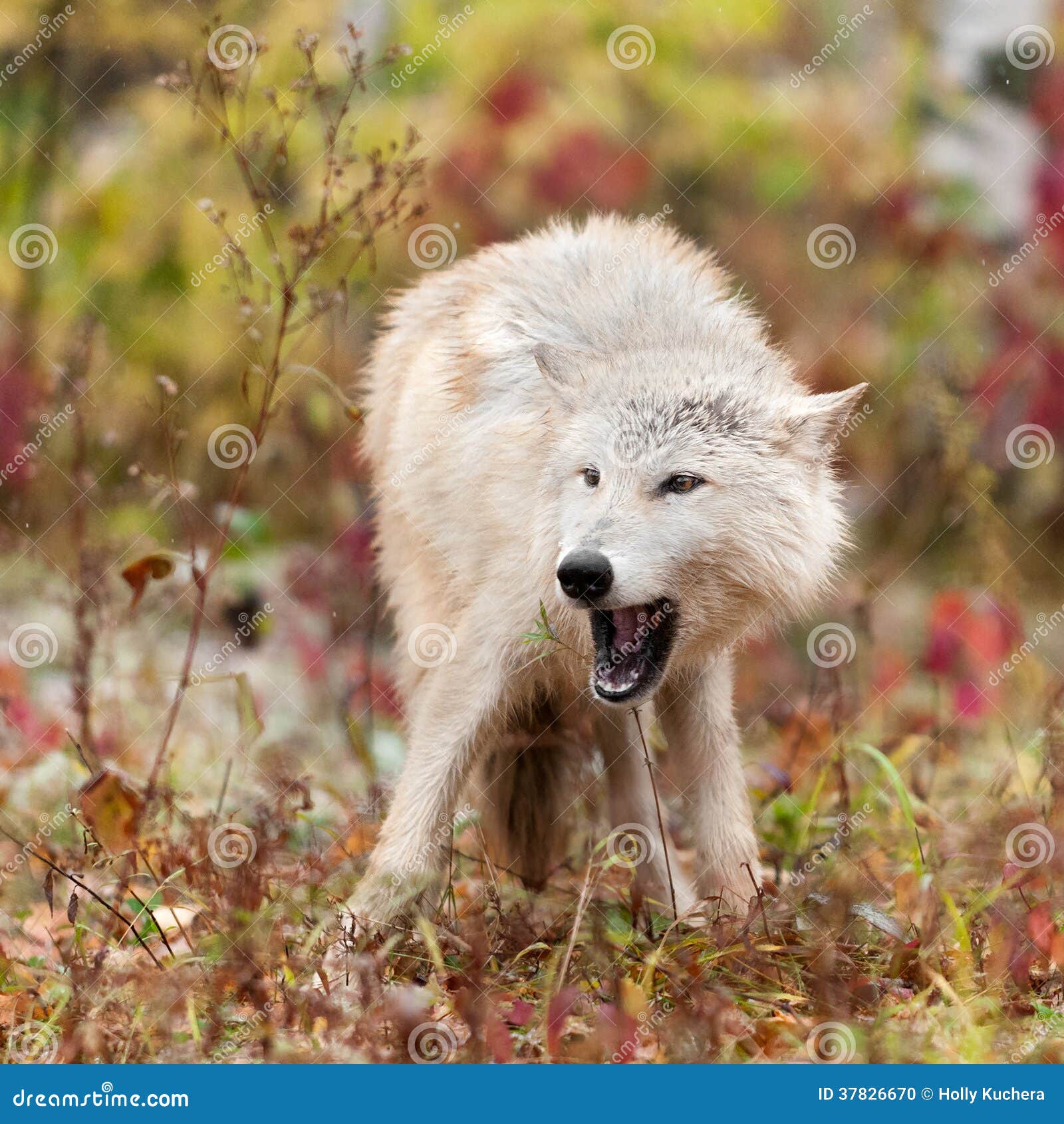 Blonde Wolf (Canis Lupus) Open Mouth Stock Photo - Image of horizontal ...