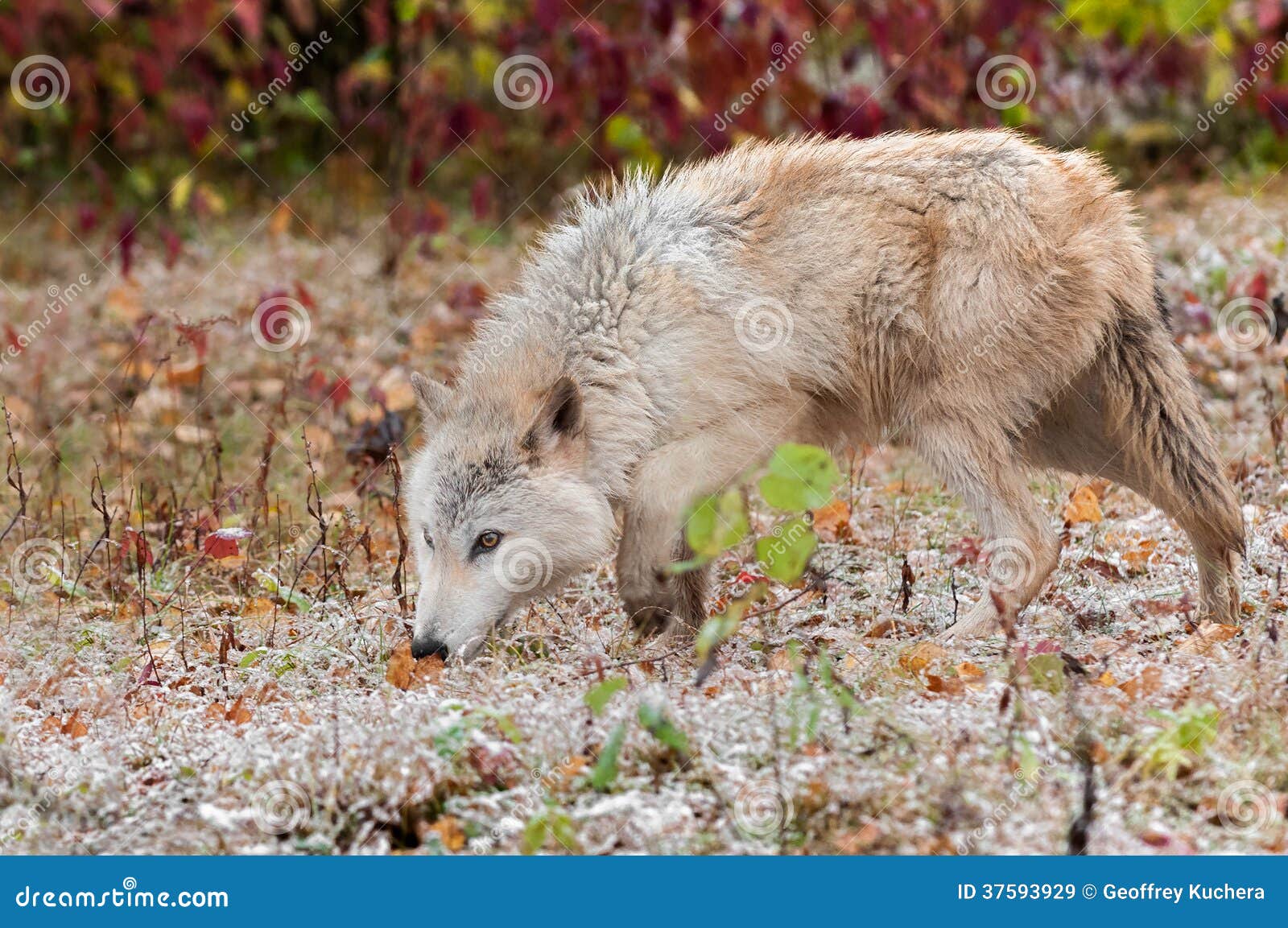 Blonde Wolf (Canis Lupus) Prowling Stock Image - Image of animal, grey ...