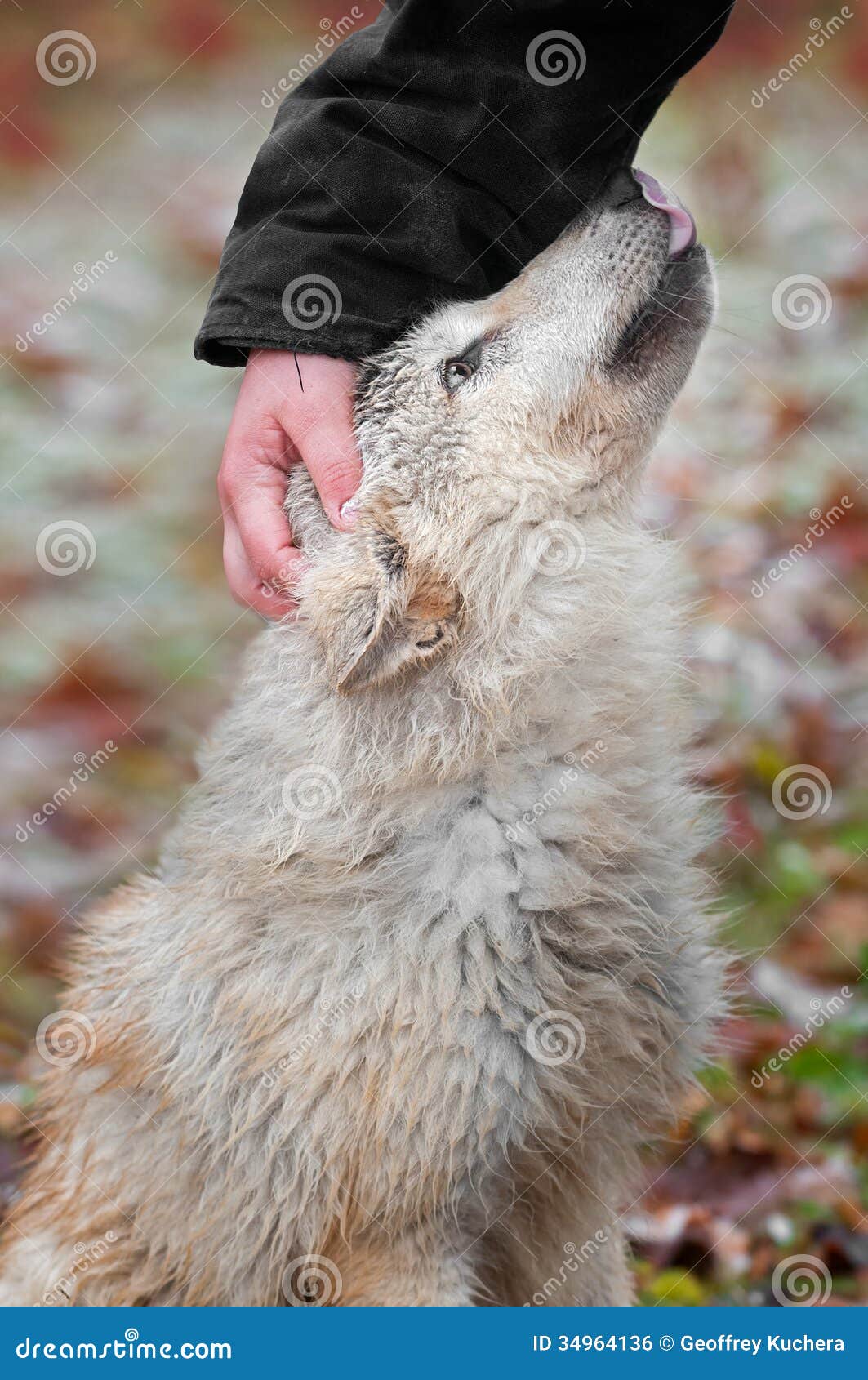 Blonde Wolf (Canis Lupus) Scratches from Handler Stock Photo - Image of ...