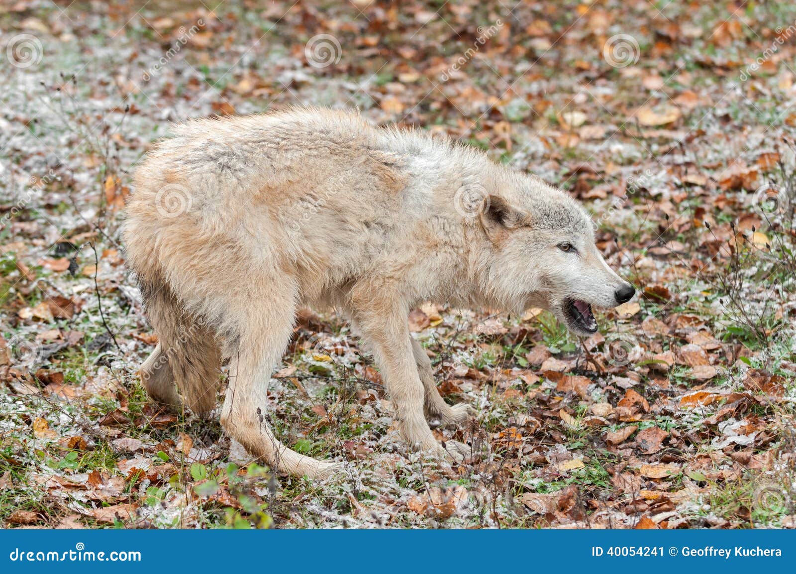 Blonde Wolf (Canis Lupus) in Submissive Posture Stock Image - Image of ...