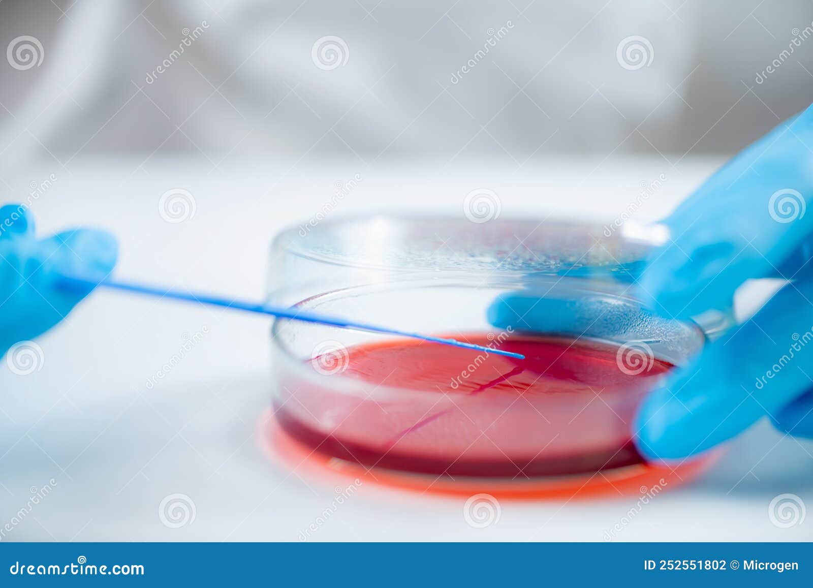 Blood Agar Inoculation. Microbiologist Working in a Biomedical Research ...