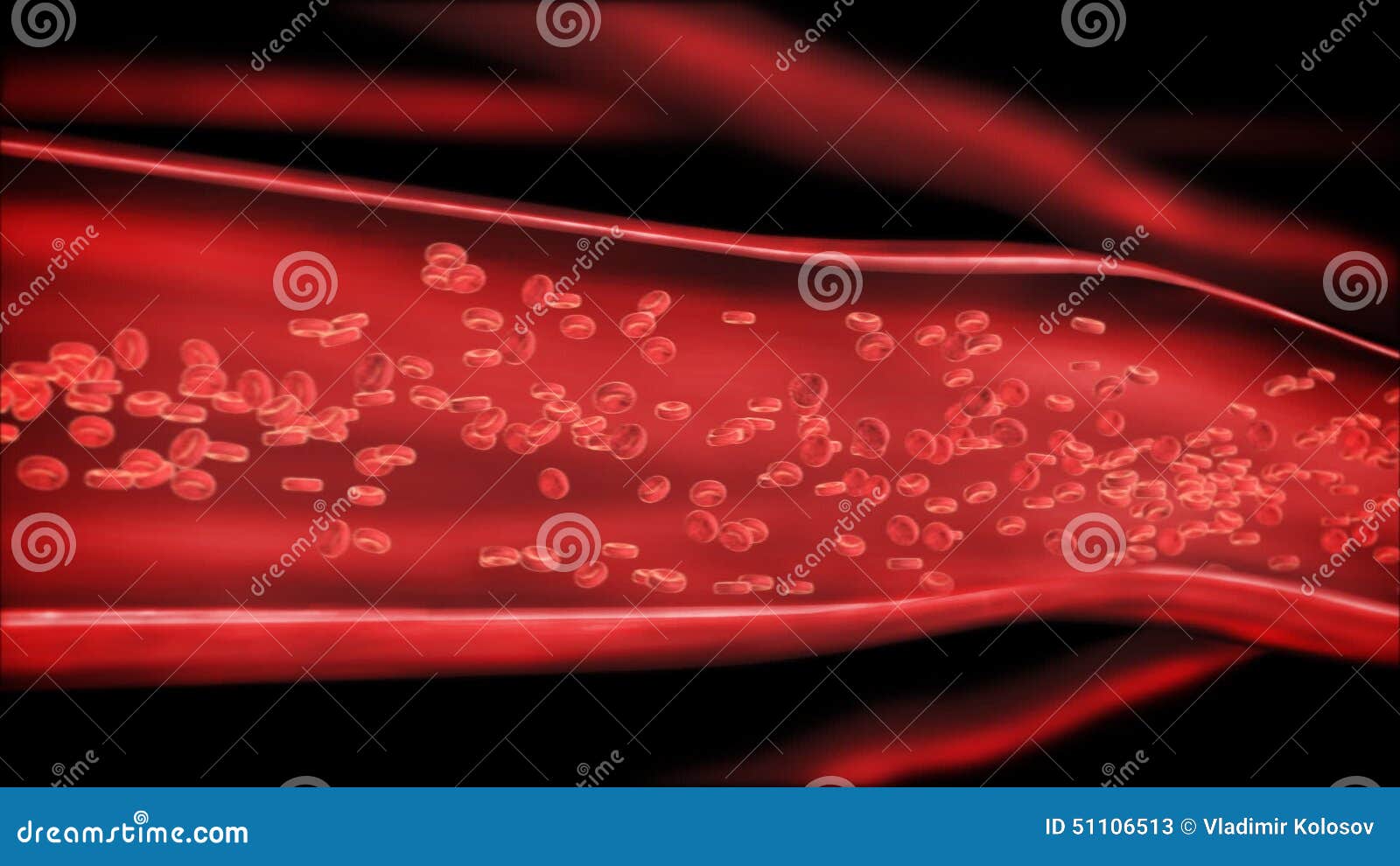Blood Arteries and Veins Section / Cut Stock Video - Video of stream ...