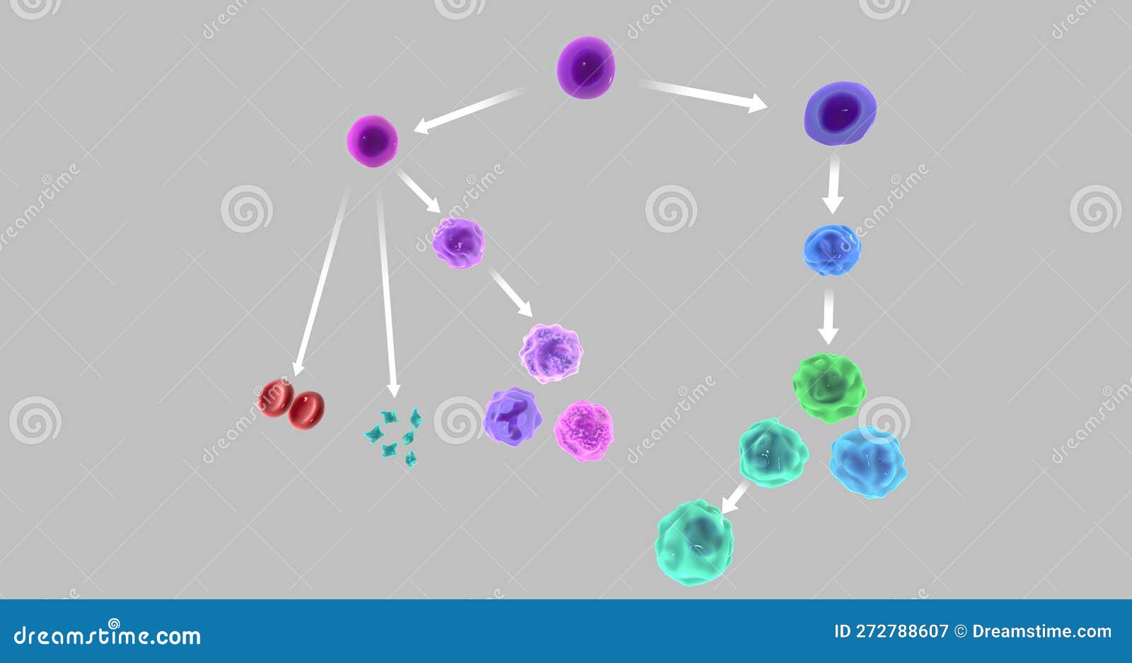 The Blood Cell Lineage 3D stock illustration. Illustration of testing ...