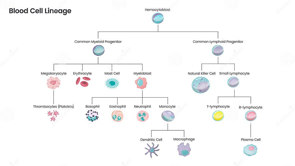 Blood Cell Lineage Educational Science Vector Illustration Diagram ...