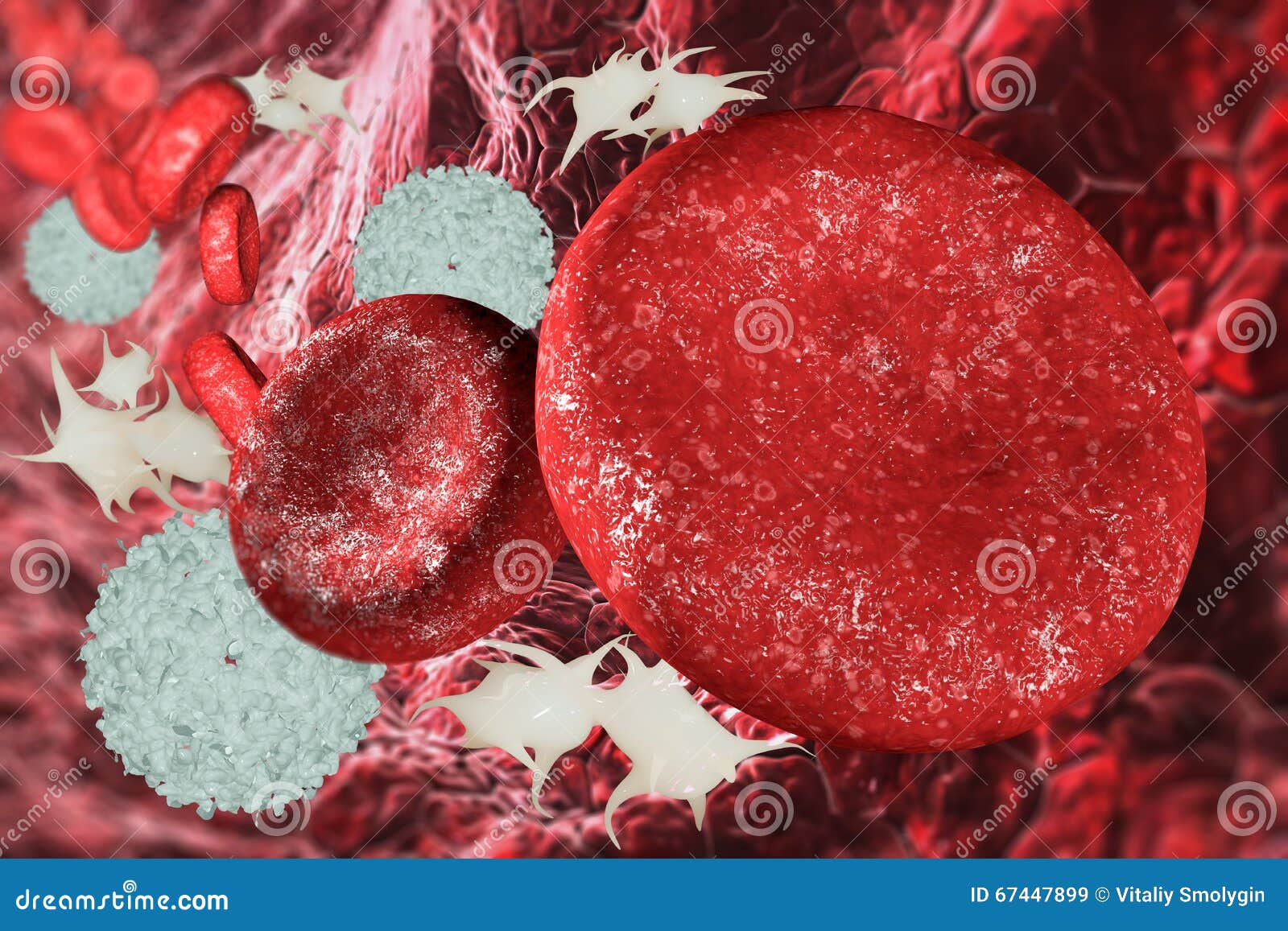 Structure Of Vessel. Artery With Blood Cells. Human Anatomical System ...