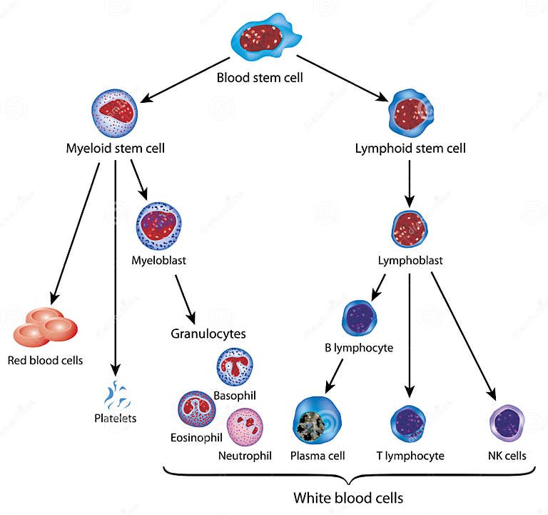 Blood cells stock vector. Illustration of blood, human - 61423678