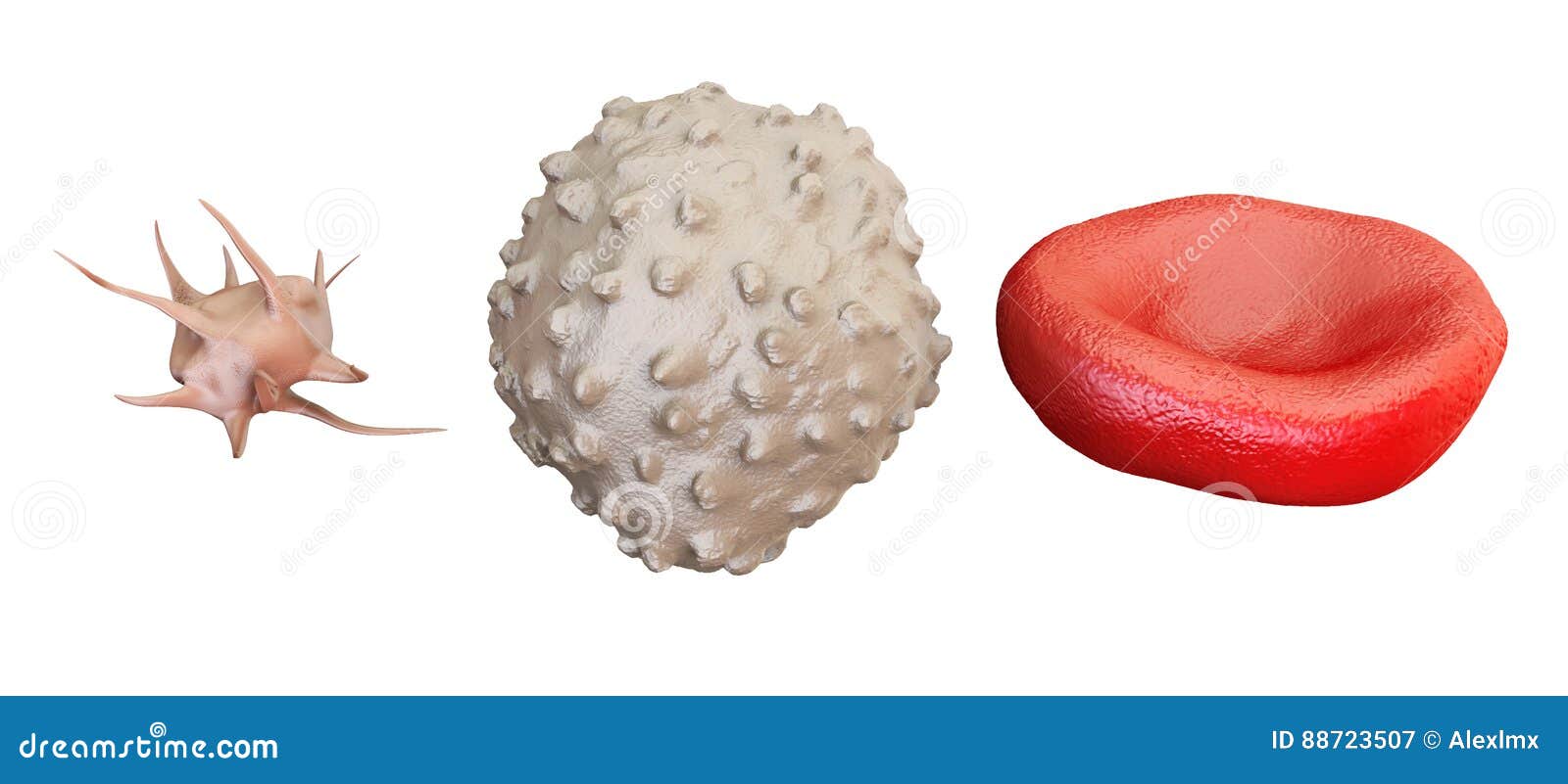 Blood Cells Erythrocyte, Lymphocyte, Thrombocyte, 3D Rendering Stock ...