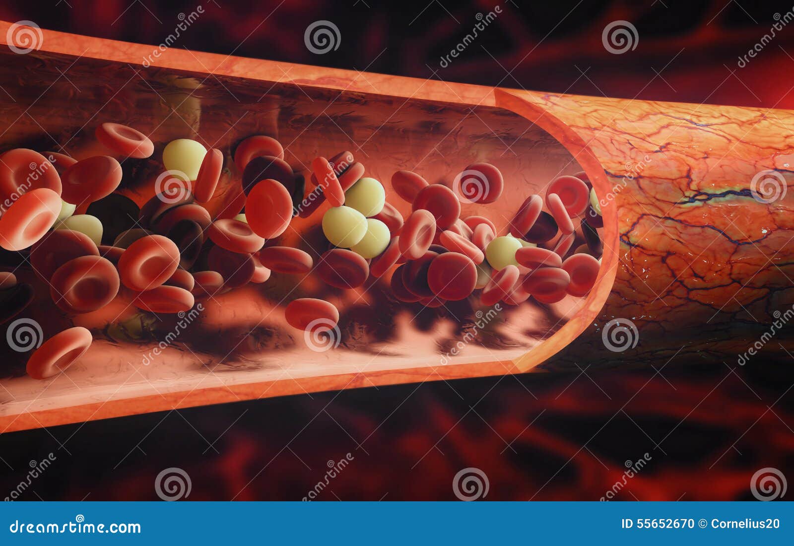 Blood Cells Flowing through a Vein Stock Illustration - Illustration of ...