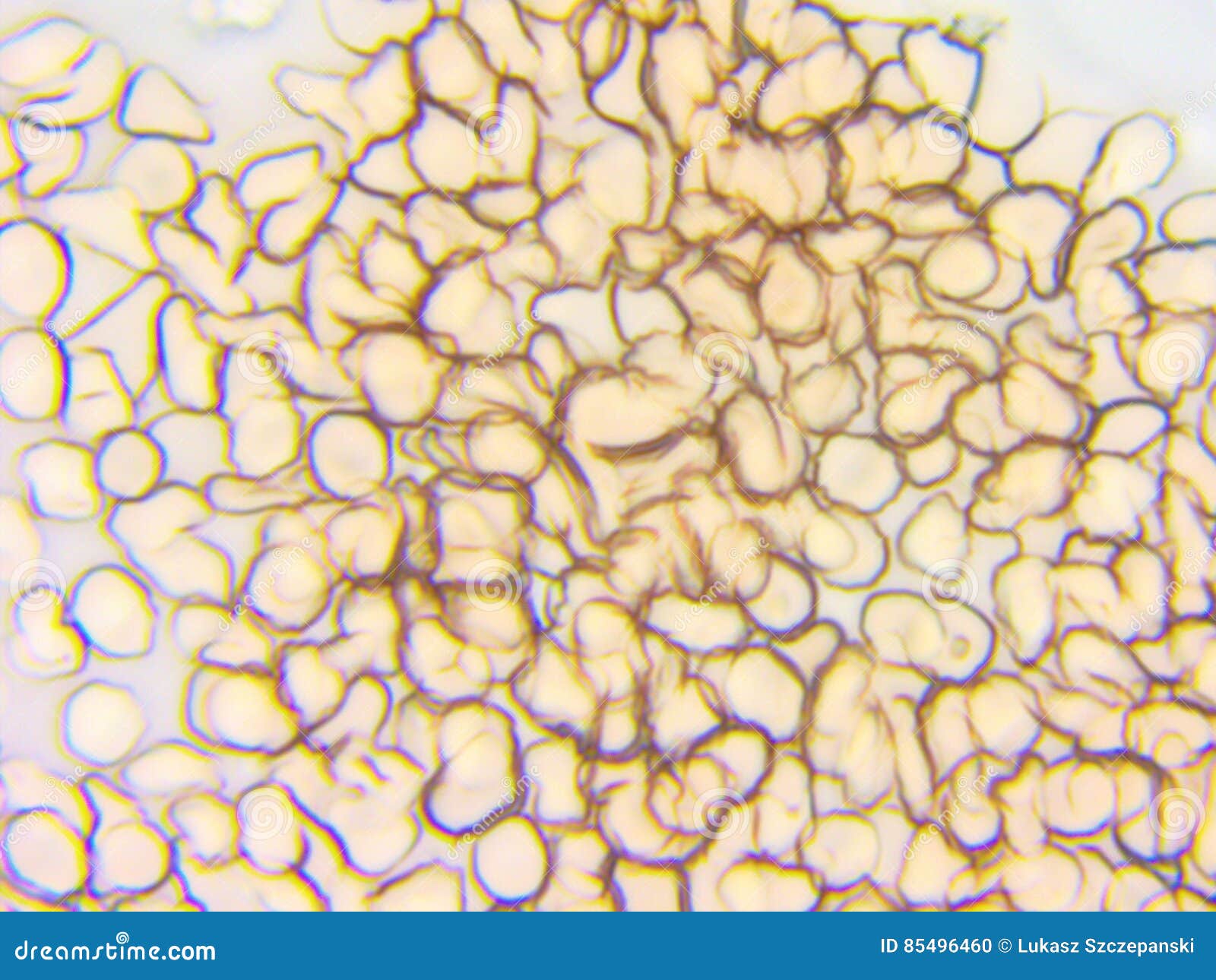 Blood Cells Microscopic View Stock Photo - Image of white, science ...