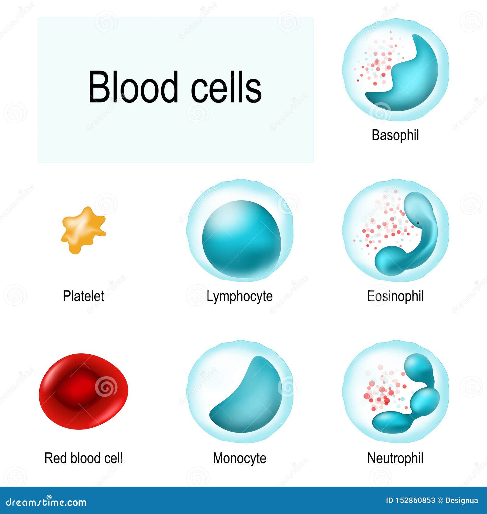Set With Platelets Or Thrombocytes In Normal And Activated Version ... Set With Platelets Or Thrombocytes In Normal And Activated Version ...